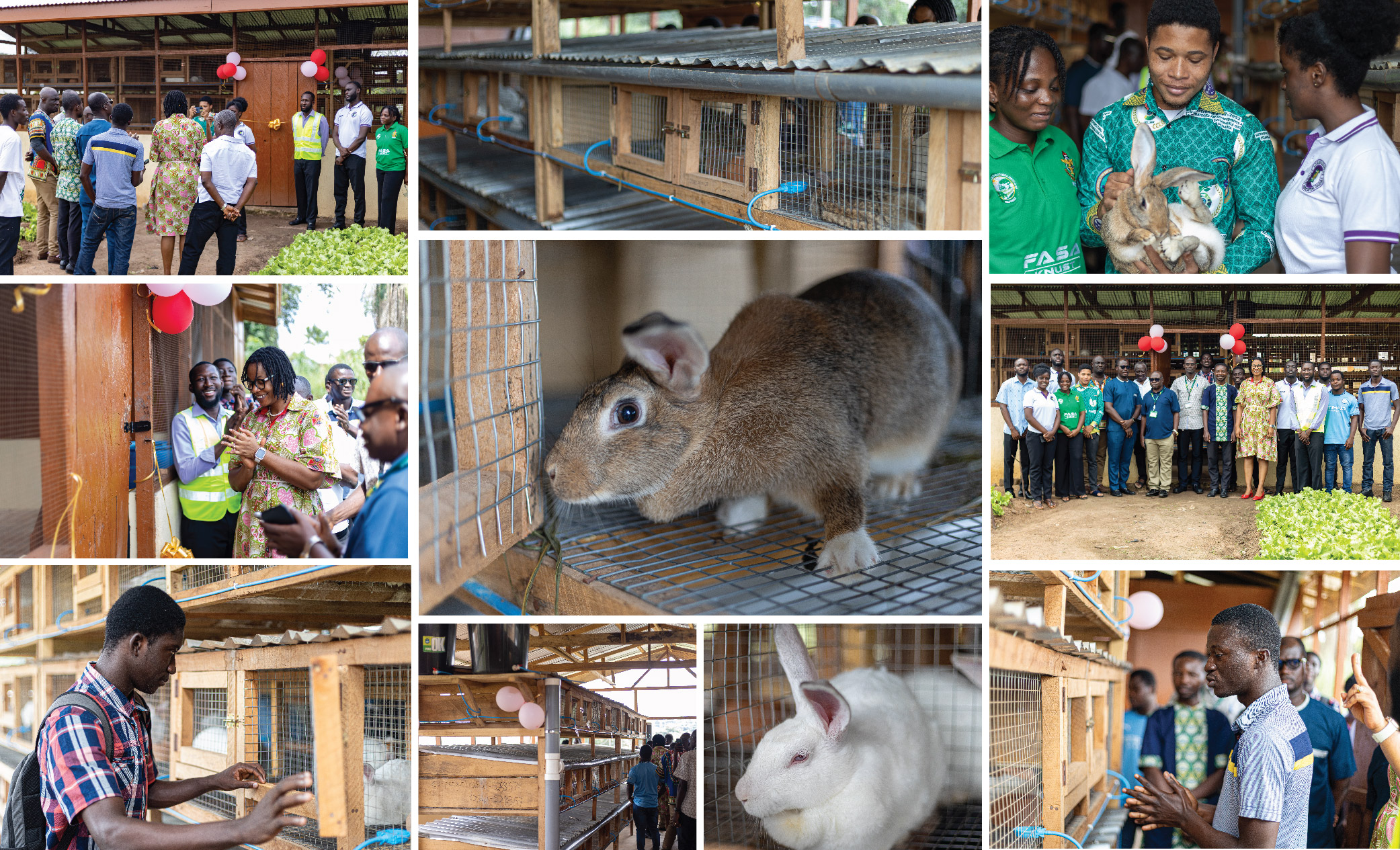 Agribusiness Students Launch Rabbitry Project to Bridge Theory and ...
